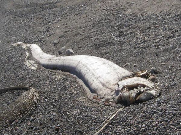 鲱王皇带鱼是什么_鲱王皇带鱼能吃吗-第1张图片-山城妙识