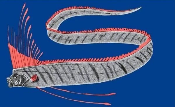 鲱王皇带鱼是什么_鲱王皇带鱼能吃吗-第3张图片-山城妙识