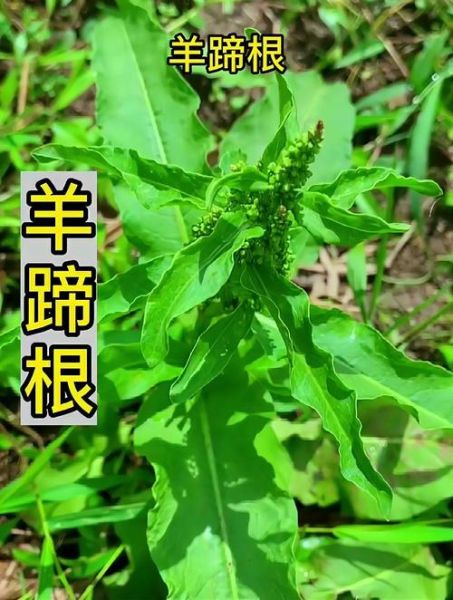 羊蹄根草药图片长什么样_羊蹄根草药的功效与作用-第2张图片-山城妙识 羊蹄根草药图片长什么样_羊蹄根草药的功效与作用-第2张图片-山城妙识