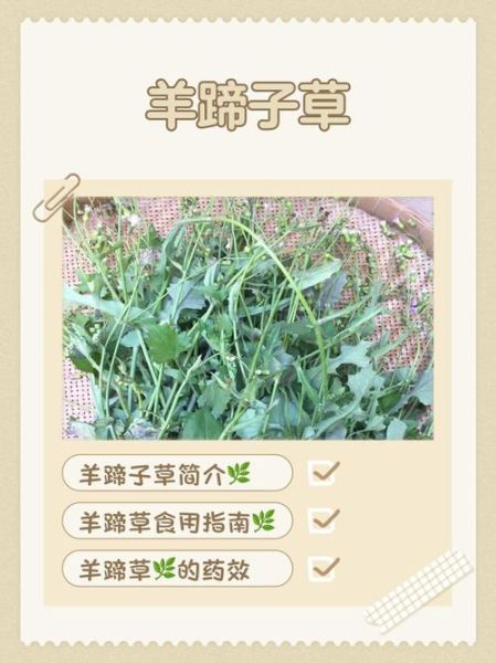 羊蹄根草药图片长什么样_羊蹄根草药的功效与作用-第1张图片-山城妙识 羊蹄根草药图片长什么样_羊蹄根草药的功效与作用-第1张图片-山城妙识