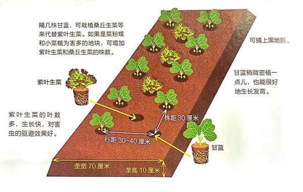 紫菜是怎么长出来的_紫菜生长过程图解-第3张图片-山城妙识 紫菜是怎么长出来的_紫菜生长过程图解-第3张图片-山城妙识