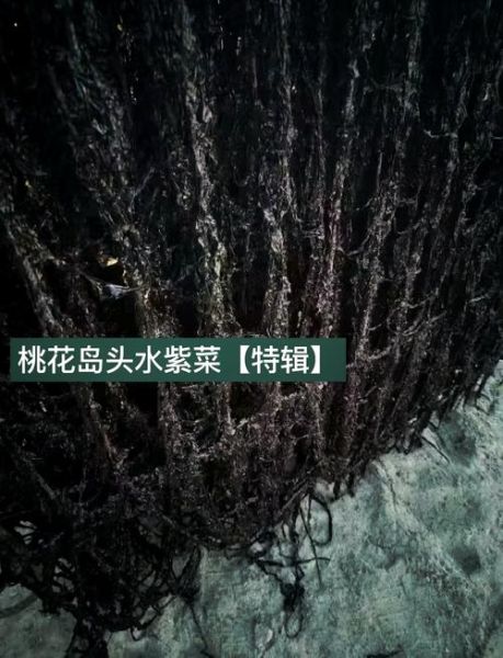 紫菜是怎么长出来的_紫菜生长过程图解-第2张图片-山城妙识 紫菜是怎么长出来的_紫菜生长过程图解-第2张图片-山城妙识