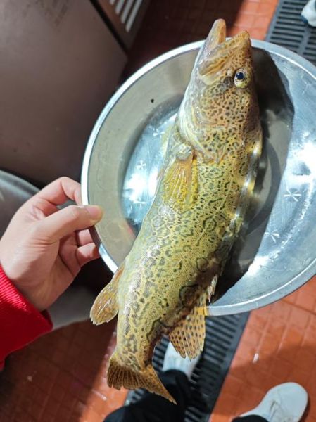 金桂鱼图片怎么拍_金桂鱼高清图哪里找-第1张图片-山城妙识 金桂鱼图片怎么拍_金桂鱼高清图哪里找-第1张图片-山城妙识