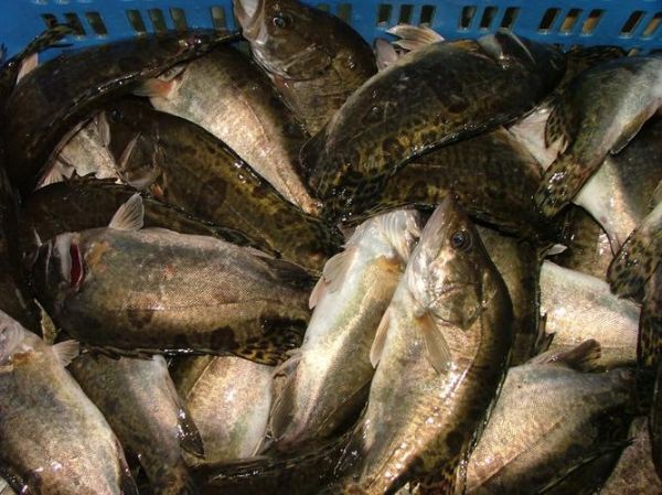 金桂鱼图片怎么拍_金桂鱼高清图哪里找-第3张图片-山城妙识 金桂鱼图片怎么拍_金桂鱼高清图哪里找-第3张图片-山城妙识