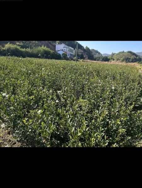 油茶树怎么种_油茶树种植条件-第3张图片-山城妙识 油茶树怎么种_油茶树种植条件-第3张图片-山城妙识