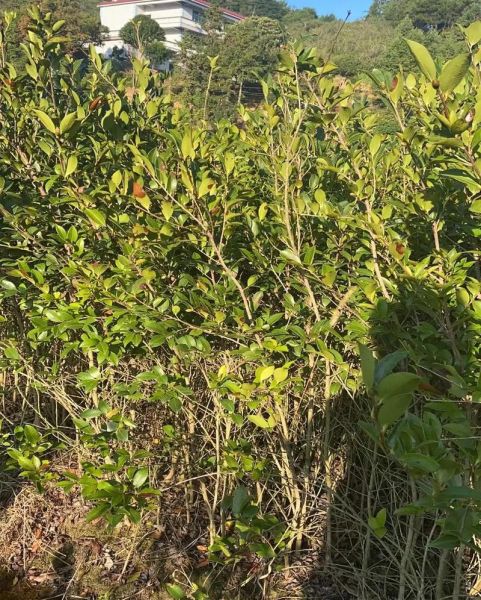 油茶树怎么种_油茶树种植条件-第2张图片-山城妙识 油茶树怎么种_油茶树种植条件-第2张图片-山城妙识