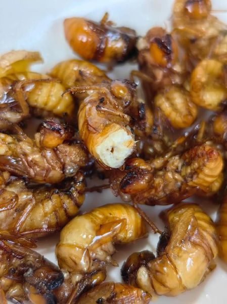 知了猴怎么保存_知了猴的做法大全-第3张图片-山城妙识