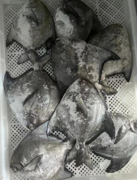 斗鲳和白鲳的区别_哪个更好吃-第2张图片-山城妙识