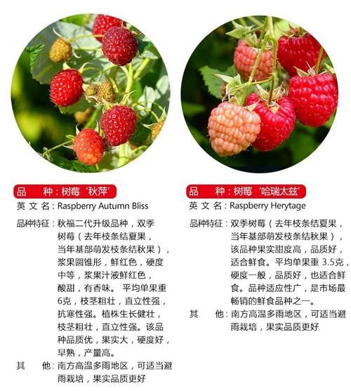 红树莓和黑树莓的功效区别_哪个营养价值更高-第3张图片-山城妙识