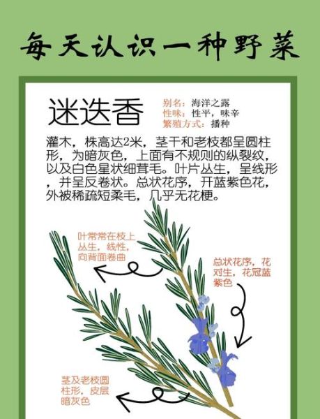 罗勒叶和迷迭香的区别_怎么用-第1张图片-山城妙识