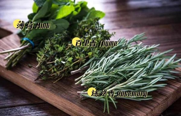 罗勒叶和迷迭香的区别_怎么用-第3张图片-山城妙识