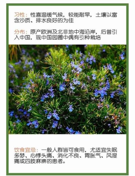 罗勒叶和迷迭香的区别_怎么用-第2张图片-山城妙识