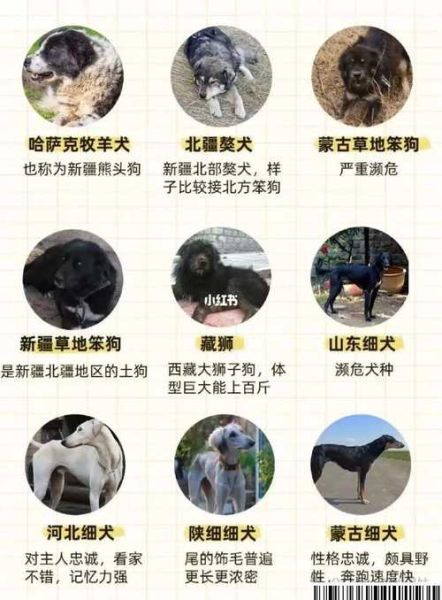 72种名犬图片及名字_如何快速识别-第2张图片-山城妙识