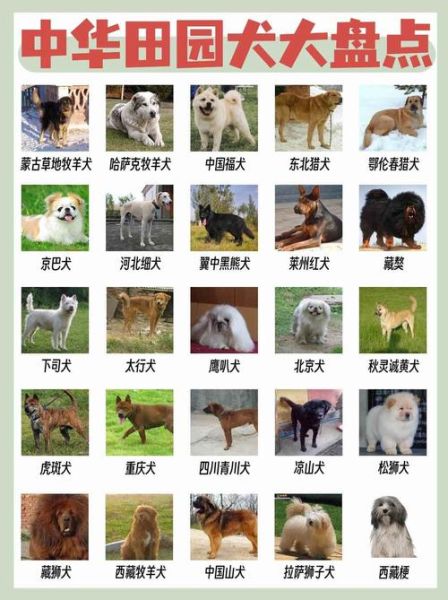 72种名犬图片及名字_如何快速识别-第1张图片-山城妙识
