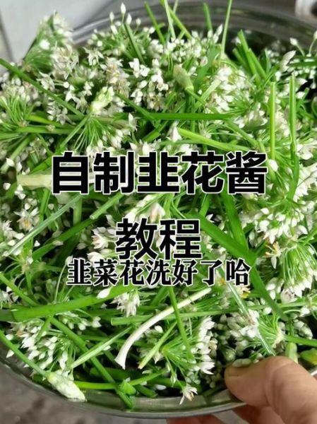 韭菜花怎么腌制_韭菜花酱配方-第1张图片-山城妙识