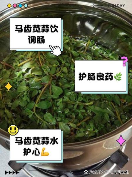 马齿菜煮水涂抹的功效_马齿菜煮水能止痒吗-第3张图片-山城妙识