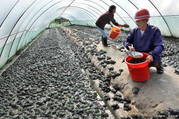 牛蛙养殖条件_牛蛙养殖需要什么环境-第2张图片-山城妙识 牛蛙养殖条件_牛蛙养殖需要什么环境-第2张图片-山城妙识