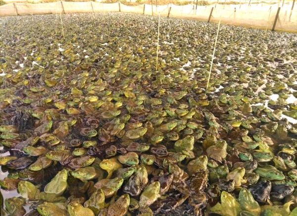 牛蛙养殖条件_牛蛙养殖需要什么环境-第3张图片-山城妙识 牛蛙养殖条件_牛蛙养殖需要什么环境-第3张图片-山城妙识