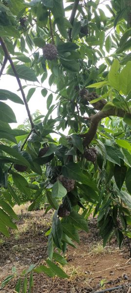 番荔枝树长什么样_番荔枝树几年结果-第3张图片-山城妙识