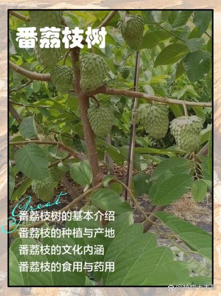 番荔枝树长什么样_番荔枝树几年结果-第1张图片-山城妙识