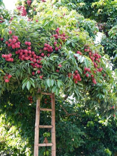 番荔枝树长什么样_番荔枝树几年结果-第2张图片-山城妙识