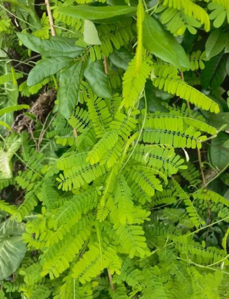 野生鸡骨草长什么样_鸡骨草与含羞草区别-第1张图片-山城妙识 野生鸡骨草长什么样_鸡骨草与含羞草区别-第1张图片-山城妙识