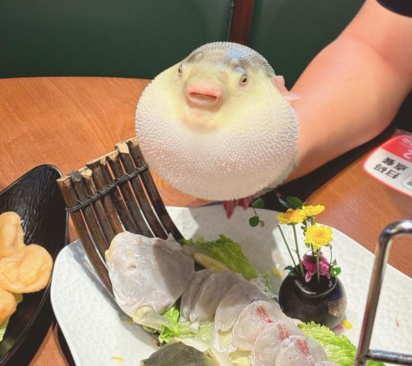 为什么饭店吃河豚不会中毒_河豚毒素怎么处理-第3张图片-山城妙识