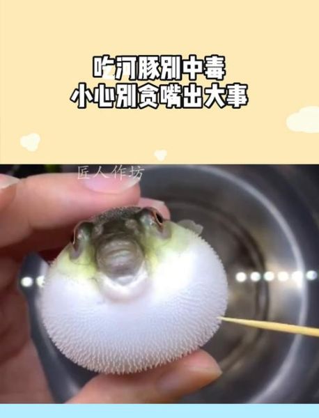 为什么饭店吃河豚不会中毒_河豚毒素怎么处理-第2张图片-山城妙识
