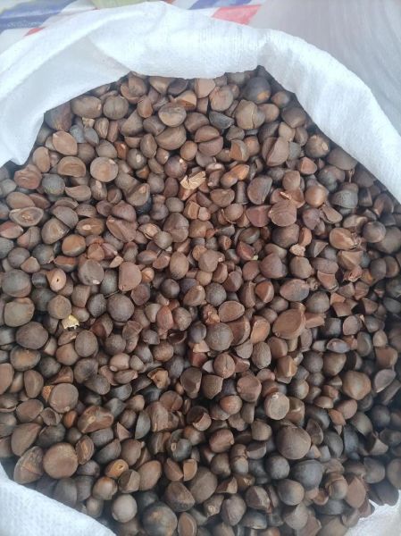 油茶果收购价格多少钱一斤_油茶果收购价格行情-第3张图片-山城妙识