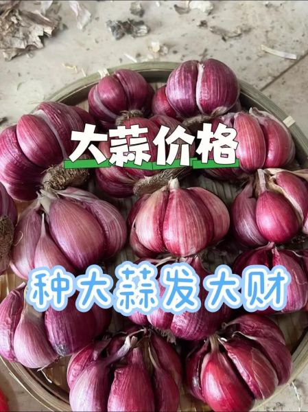 大蒜期货怎么开户_大蒜期货价格受什么影响-第1张图片-山城妙识