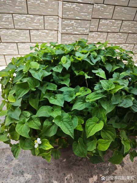 鱼腥草图片大全农村_鱼腥草长什么样-第1张图片-山城妙识 鱼腥草图片大全农村_鱼腥草长什么样-第1张图片-山城妙识