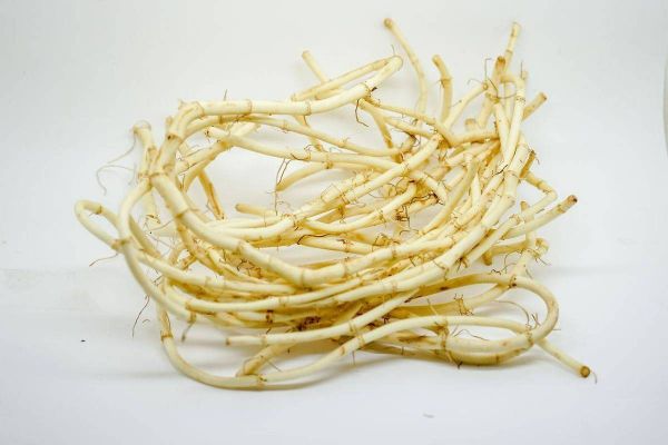 鱼腥草图片大全农村_鱼腥草长什么样-第3张图片-山城妙识 鱼腥草图片大全农村_鱼腥草长什么样-第3张图片-山城妙识