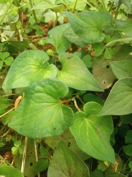 鱼腥草图片大全农村_鱼腥草长什么样-第2张图片-山城妙识 鱼腥草图片大全农村_鱼腥草长什么样-第2张图片-山城妙识