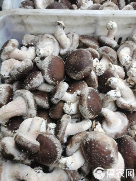 鲜香菇多少钱一斤_鲜香菇价格受哪些因素影响-第3张图片-山城妙识 鲜香菇多少钱一斤_鲜香菇价格受哪些因素影响-第3张图片-山城妙识