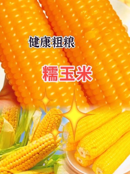 糯玉米的功效与作用_糯玉米的禁忌有哪些-第3张图片-山城妙识 糯玉米的功效与作用_糯玉米的禁忌有哪些-第3张图片-山城妙识