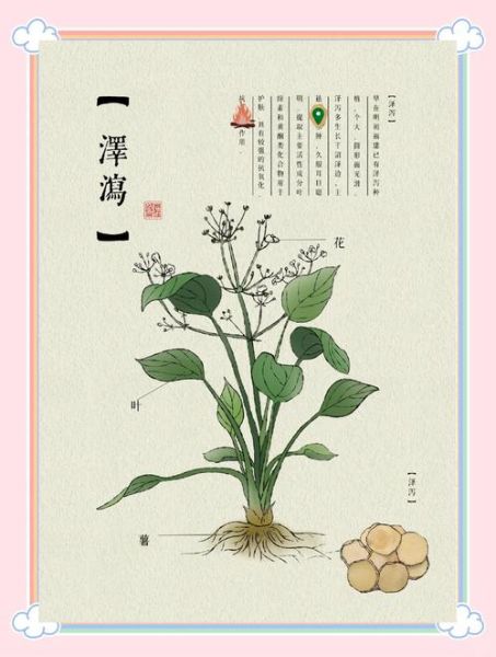 泽泻的副作用有哪些_泽泻禁忌人群-第3张图片-山城妙识