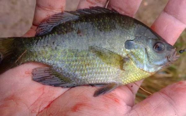 太阳鱼和鲈鱼哪个好_太阳鱼和鲈鱼口感区别-第3张图片-山城妙识