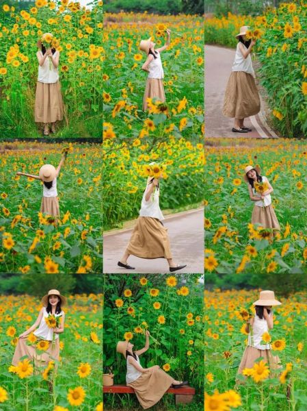 向日葵图片怎么拍_向日葵图片有哪些拍摄技巧-第1张图片-山城妙识