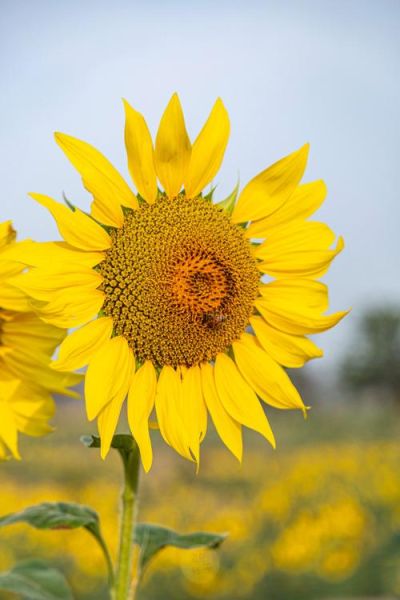 向日葵图片怎么拍_向日葵图片有哪些拍摄技巧-第3张图片-山城妙识