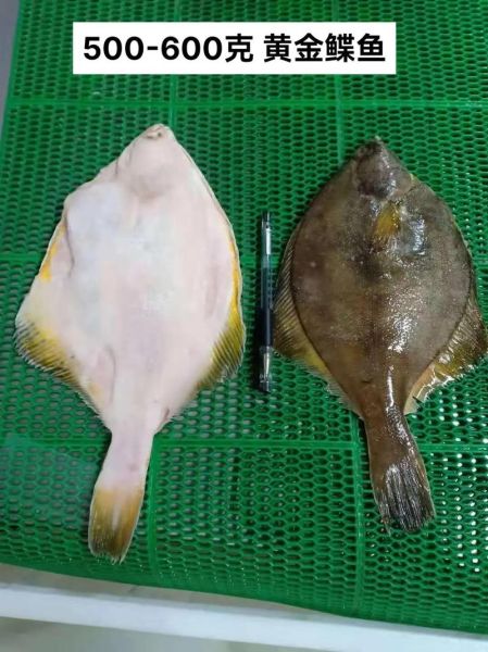 鲽鱼的营养价值_孕妇能吃鲽鱼吗-第3张图片-山城妙识