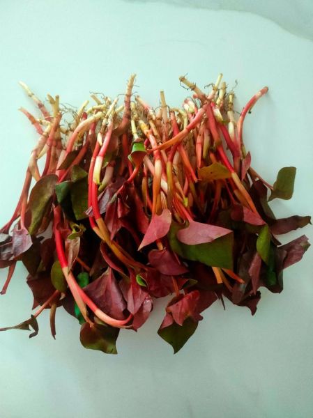 鱼腥草怎么凉拌_鱼腥草凉拌要焯水吗-第2张图片-山城妙识