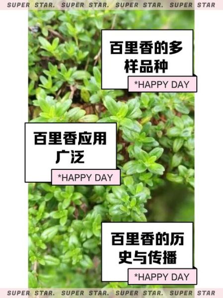 百里香的功效与作用_百里香怎么用效果最好-第1张图片-山城妙识