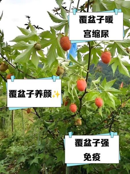 覆盆子对女人的作用与功效_覆盆子中药怎么吃最好-第1张图片-山城妙识