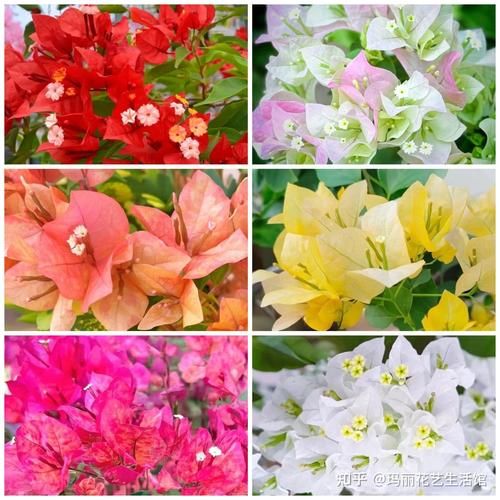三角梅怎么养才开花多_三角梅耐寒最低温度是多少-第1张图片-山城妙识