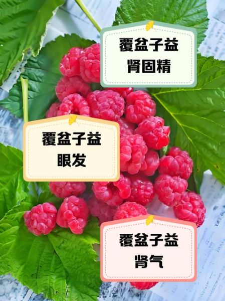 覆盆子对女人的作用与功效_覆盆子中药怎么吃最好-第3张图片-山城妙识