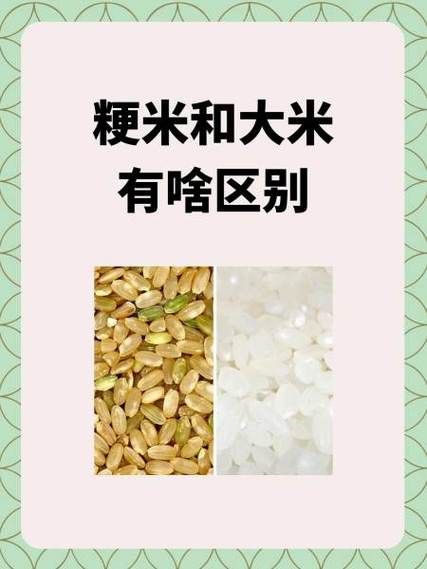 粳米是什么米呀_粳米和大米的区别-第1张图片-山城妙识