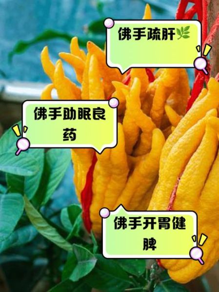 佛手有什么功效与作用_佛手怎么吃最好-第3张图片-山城妙识