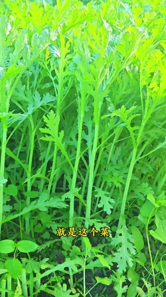 蓬蒿是什么意思_蓬蒿和茼蒿的区别-第2张图片-山城妙识 蓬蒿是什么意思_蓬蒿和茼蒿的区别-第2张图片-山城妙识