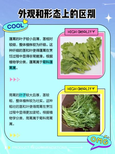 蓬蒿是什么意思_蓬蒿和茼蒿的区别-第1张图片-山城妙识 蓬蒿是什么意思_蓬蒿和茼蒿的区别-第1张图片-山城妙识