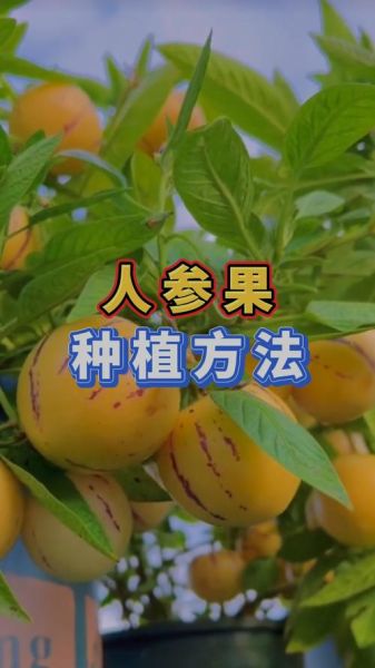 人参果怎么种植_人参果树栽培方法-第1张图片-山城妙识